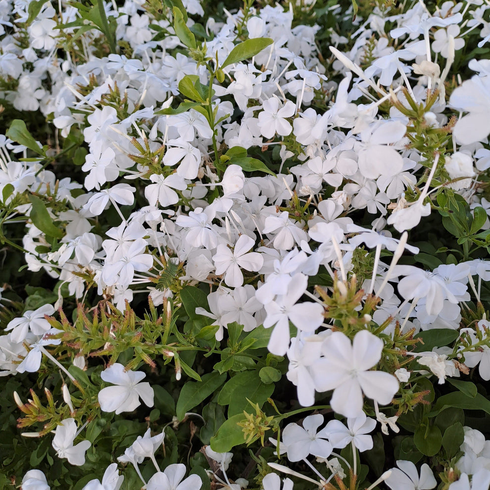 Plumbago auriculata - white – Cape Hedge & Shrub
