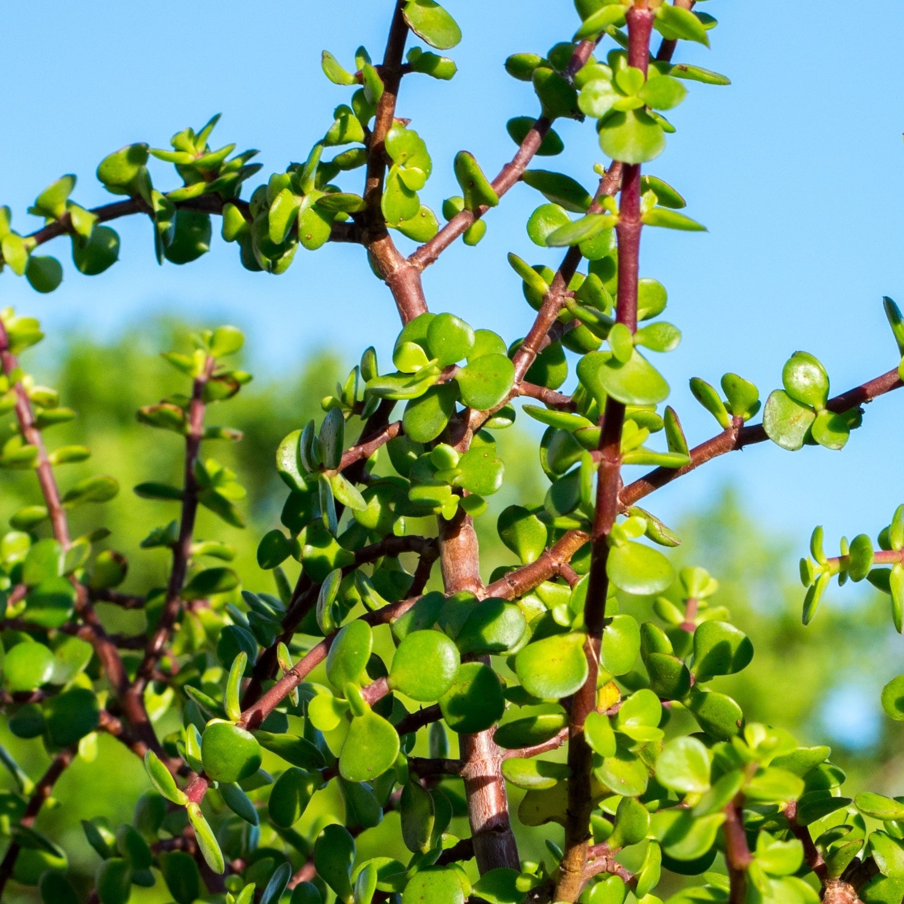 Portulacaria afra - Spekboom – Cape Hedge & Shrub