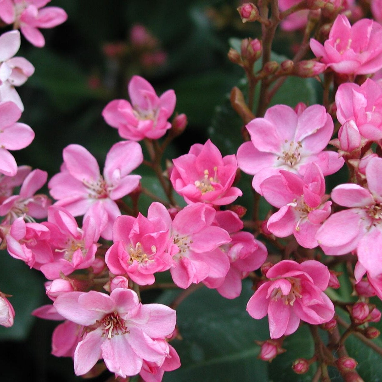 Rhaphiolepsis Dark Pink – Cape Hedge & Shrub