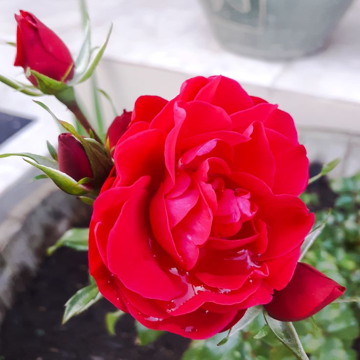 Rose - Little Red Hedge – Cape Hedge & Shrub