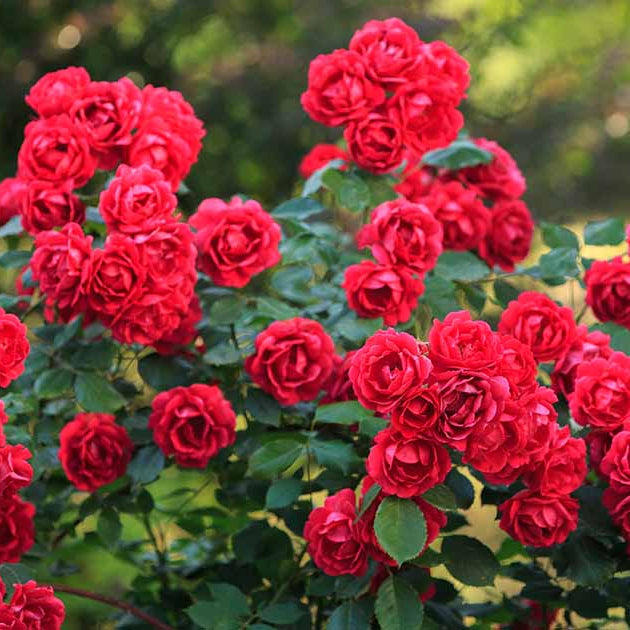 Rose - Little Red Hedge – Cape Hedge & Shrub