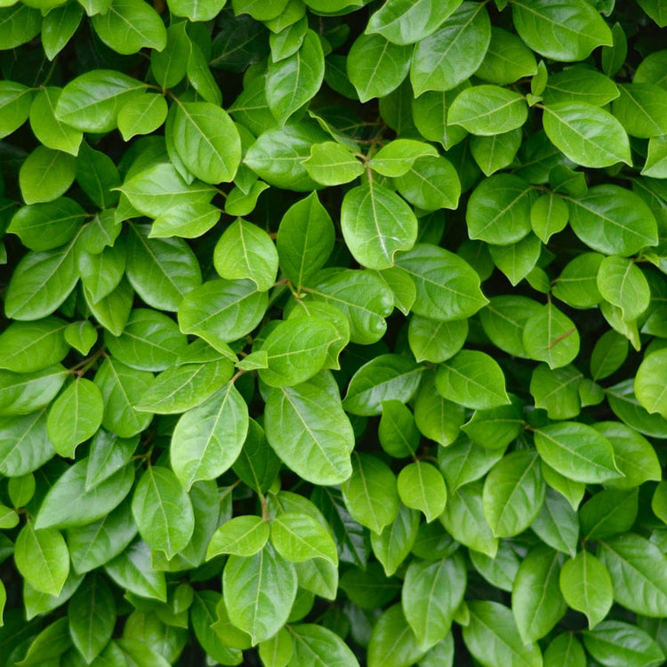 Cape Hedge & Shrub