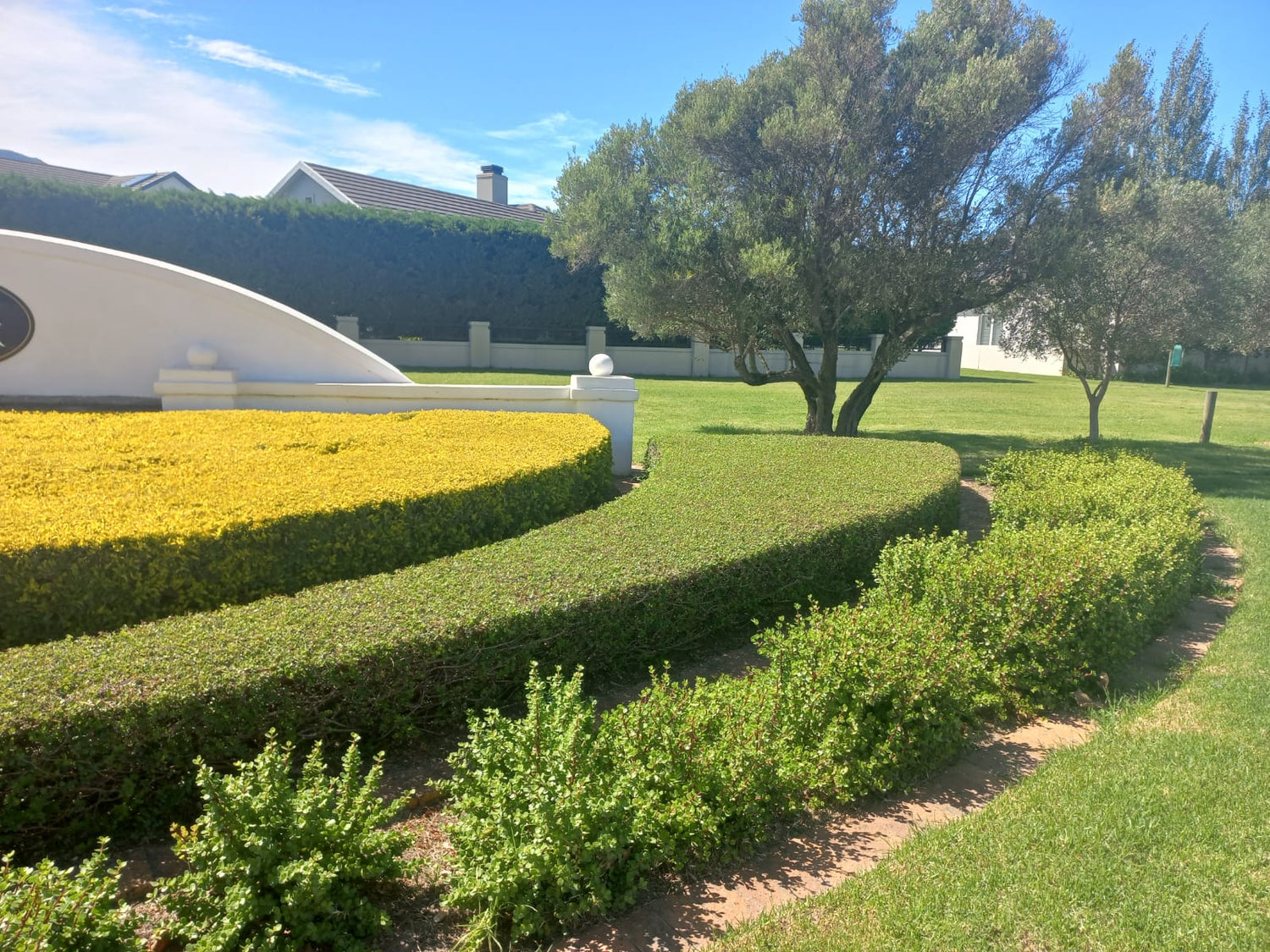 Cape Hedge & Shrub